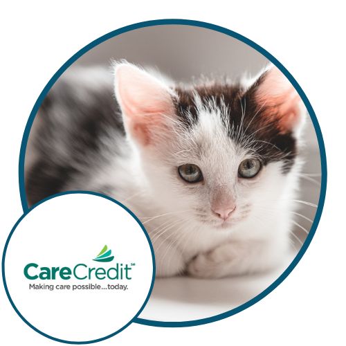 Payment Options For Veterinary Care | Hotham’s Veterinary Services